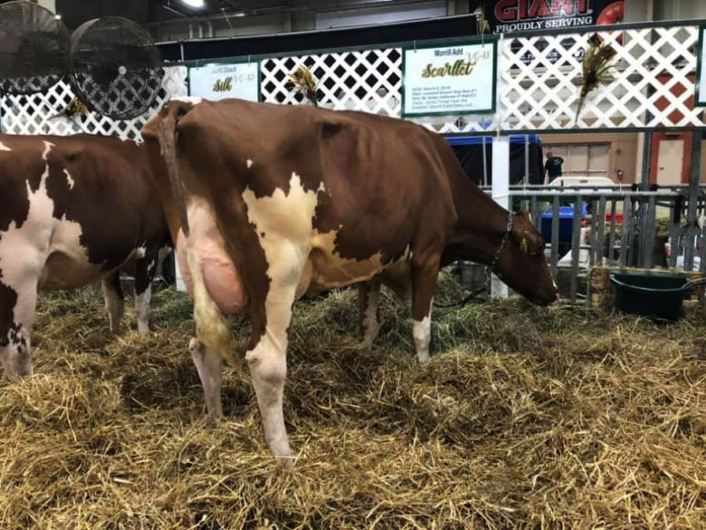 Milk surplus, lower prices threaten NH’s dairy farmers - NH Business Review