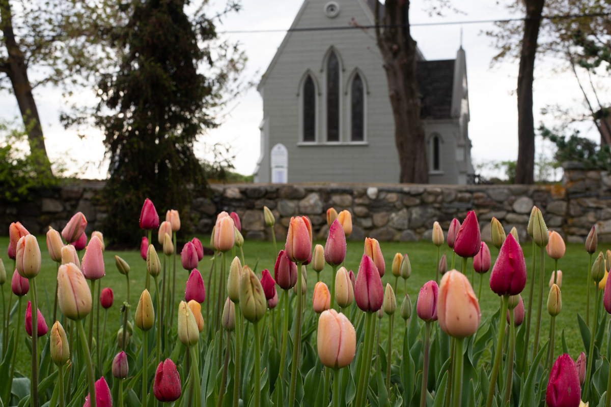 Crazy for Tulips - New Hampshire Home Magazine