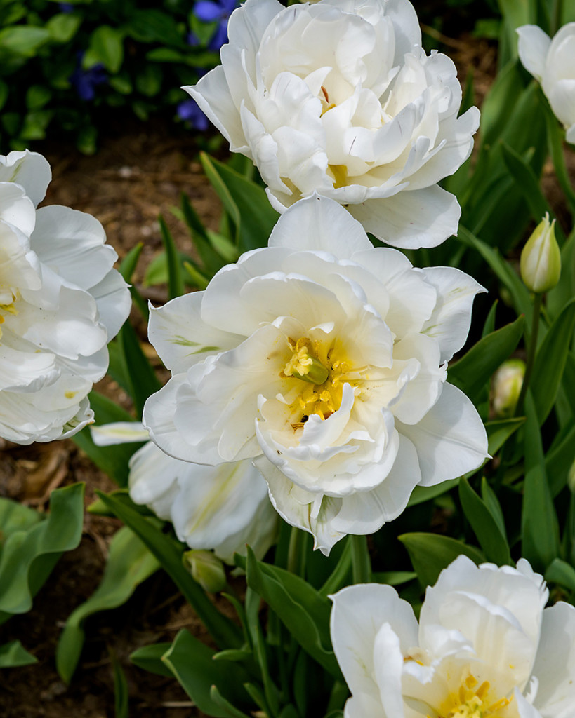 Crazy for Tulips - New Hampshire Home Magazine