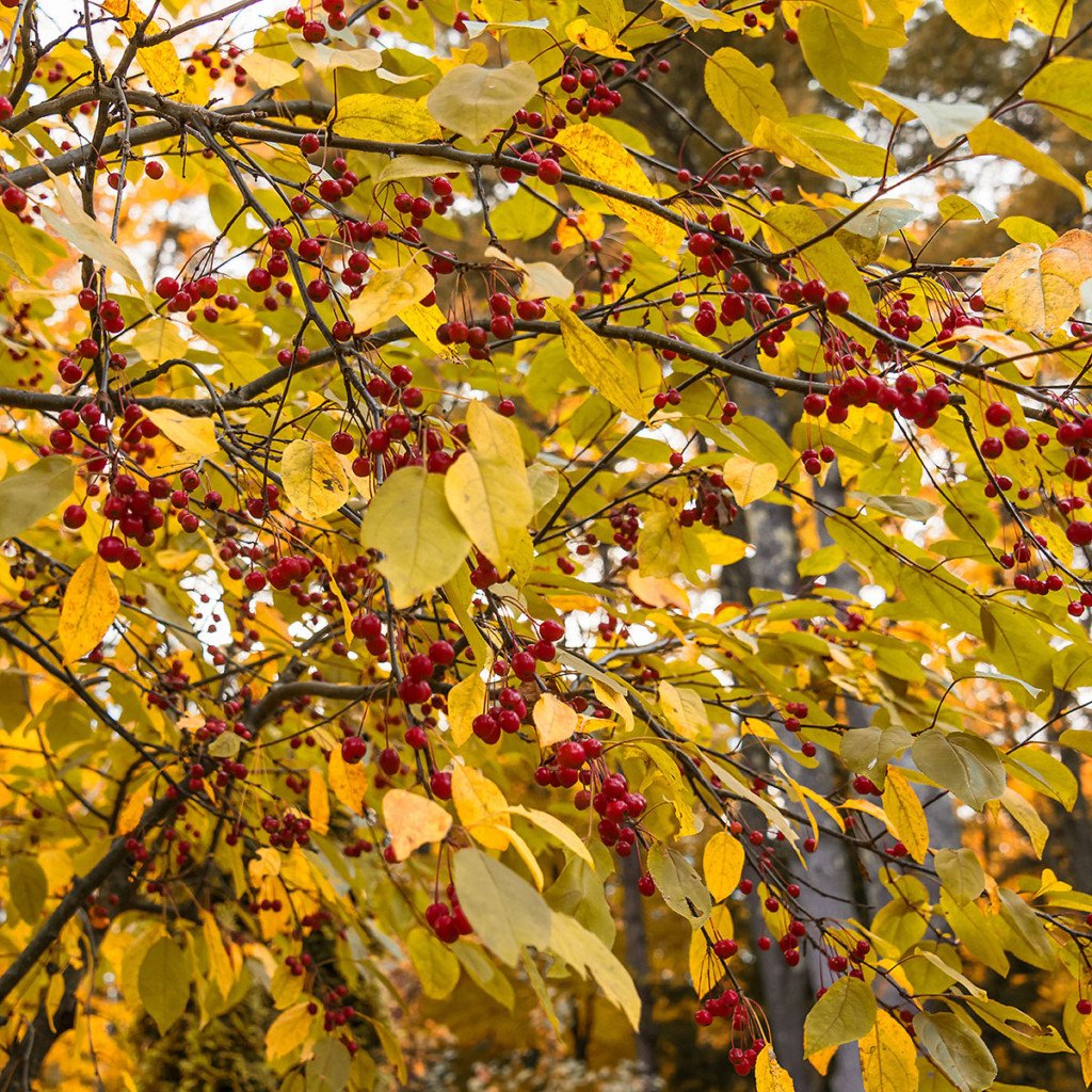 Colorful Trees and Shrubs for Fall - New Hampshire Home Magazine