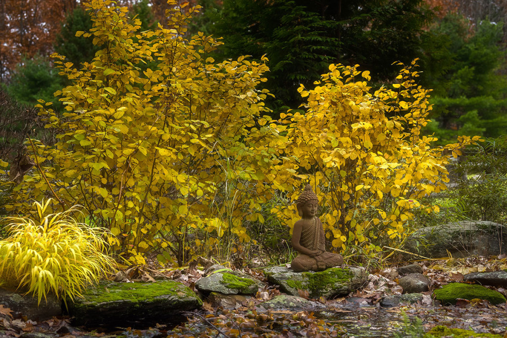 Colorful Trees and Shrubs for Fall - New Hampshire Home Magazine