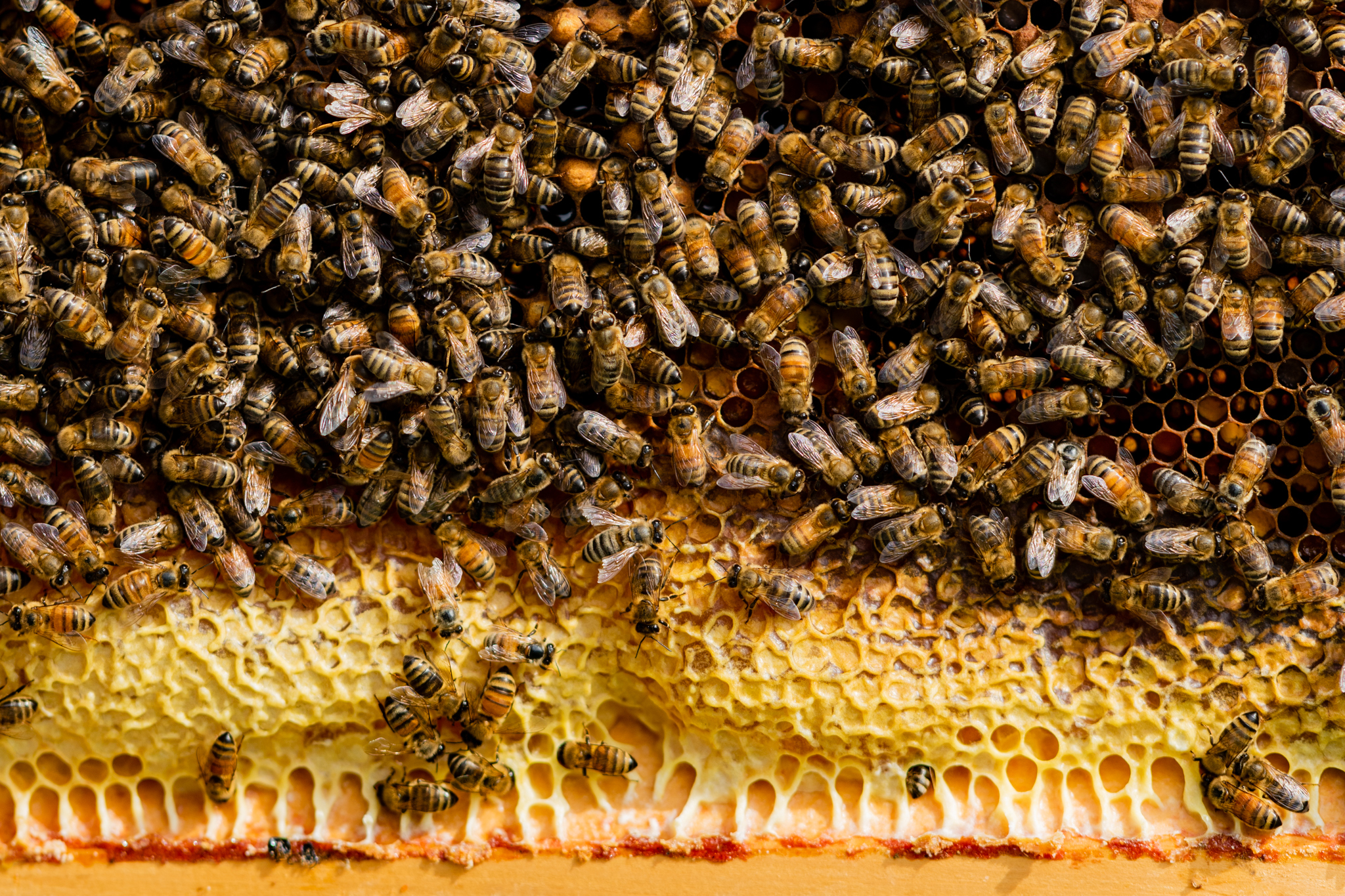 Bee-Coming a Beekeeper - New Hampshire Home Magazine