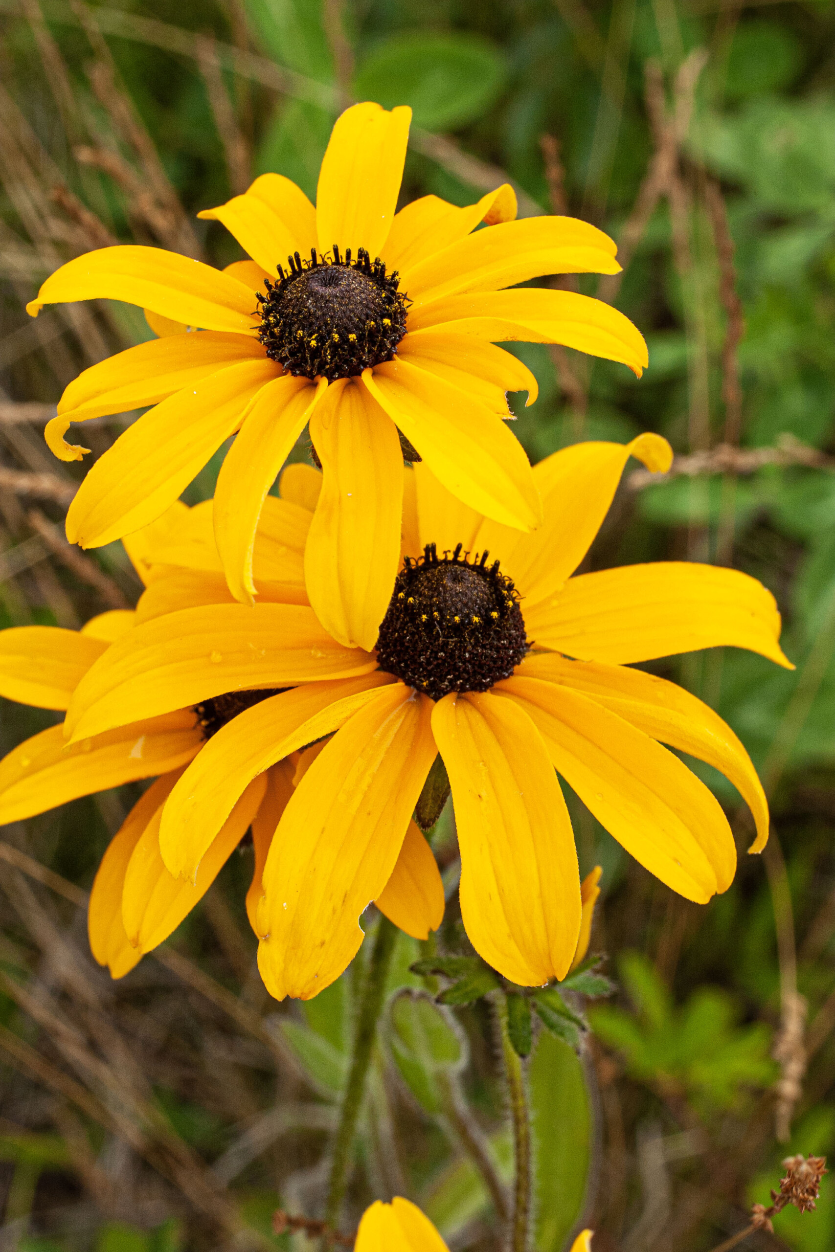 Native Nurseries - New Hampshire Home Magazine