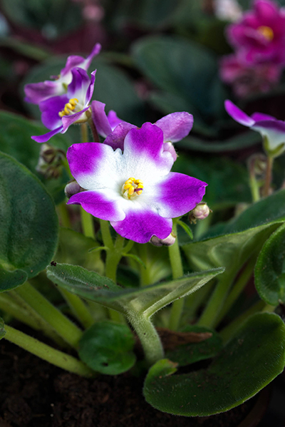 Add some color and cheer to your home with African violets - New ...