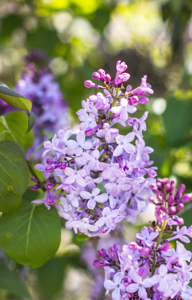 Ways to Enjoy Lilacs From Décor to Popsicles - New Hampshire Magazine