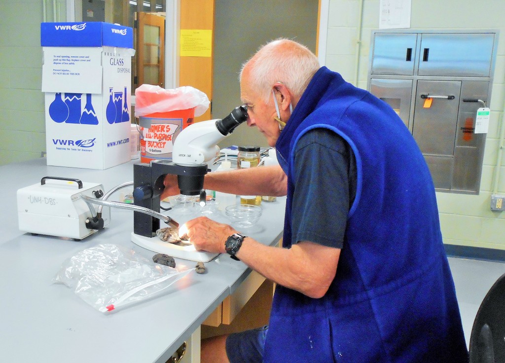 What Are Great Piddocks? - New Hampshire Magazine