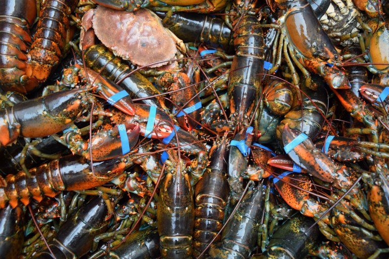 Treading Water: The Fight to Keep New Hampshire Fisheries Afloat - New ...