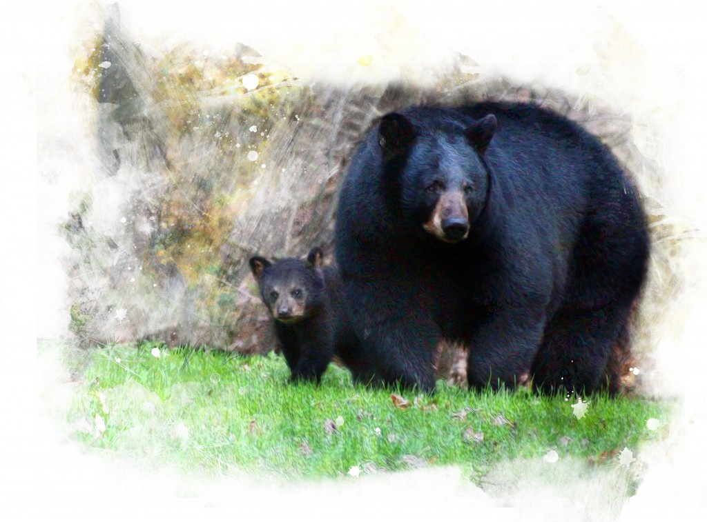 Does New Hampshire Have a Bear Problem? - New Hampshire Magazine