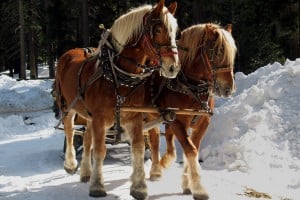 Where to Find Sleigh Rides in New Hampshire