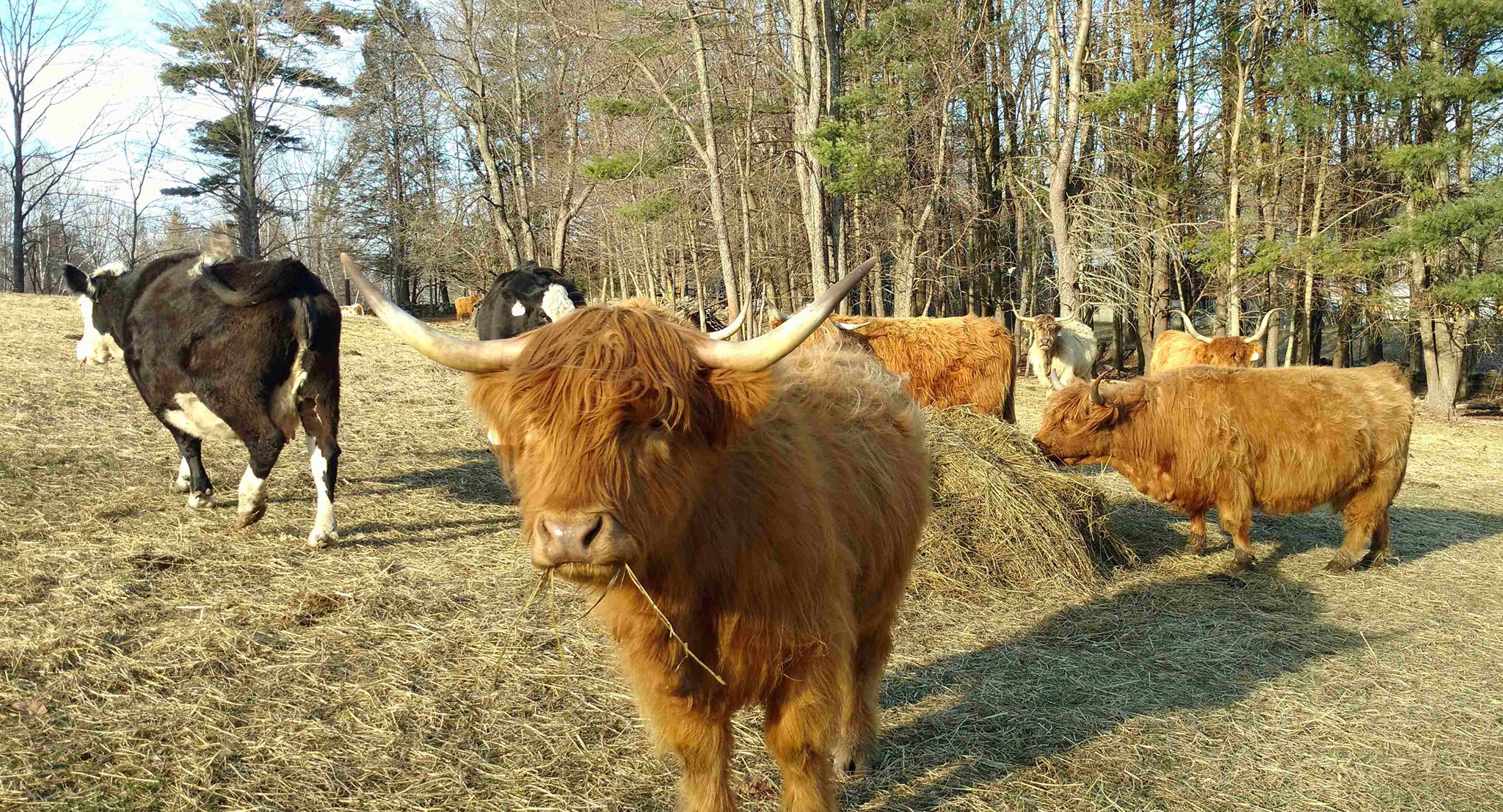 Meet Your Local Farm: Miles Smith Farm's Carole Soule - New Hampshire ...