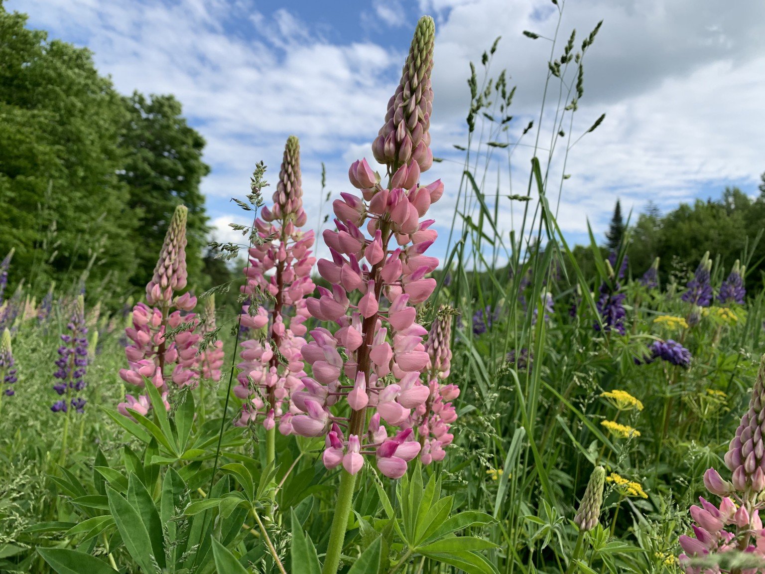 Discover a Secret Lupine Garden - New Hampshire Magazine