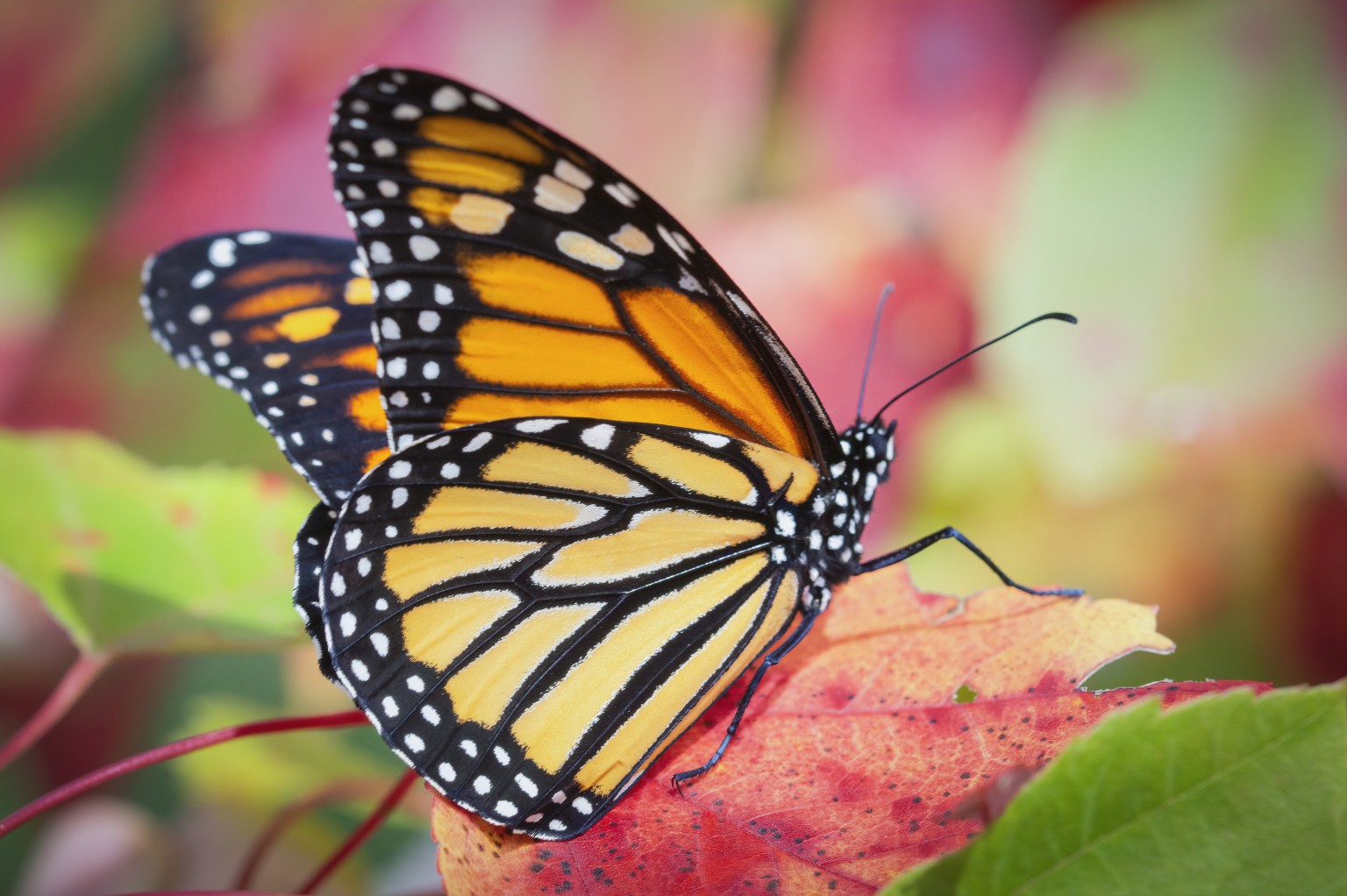 Monarch Magic at Petals in the Pines - New Hampshire Magazine