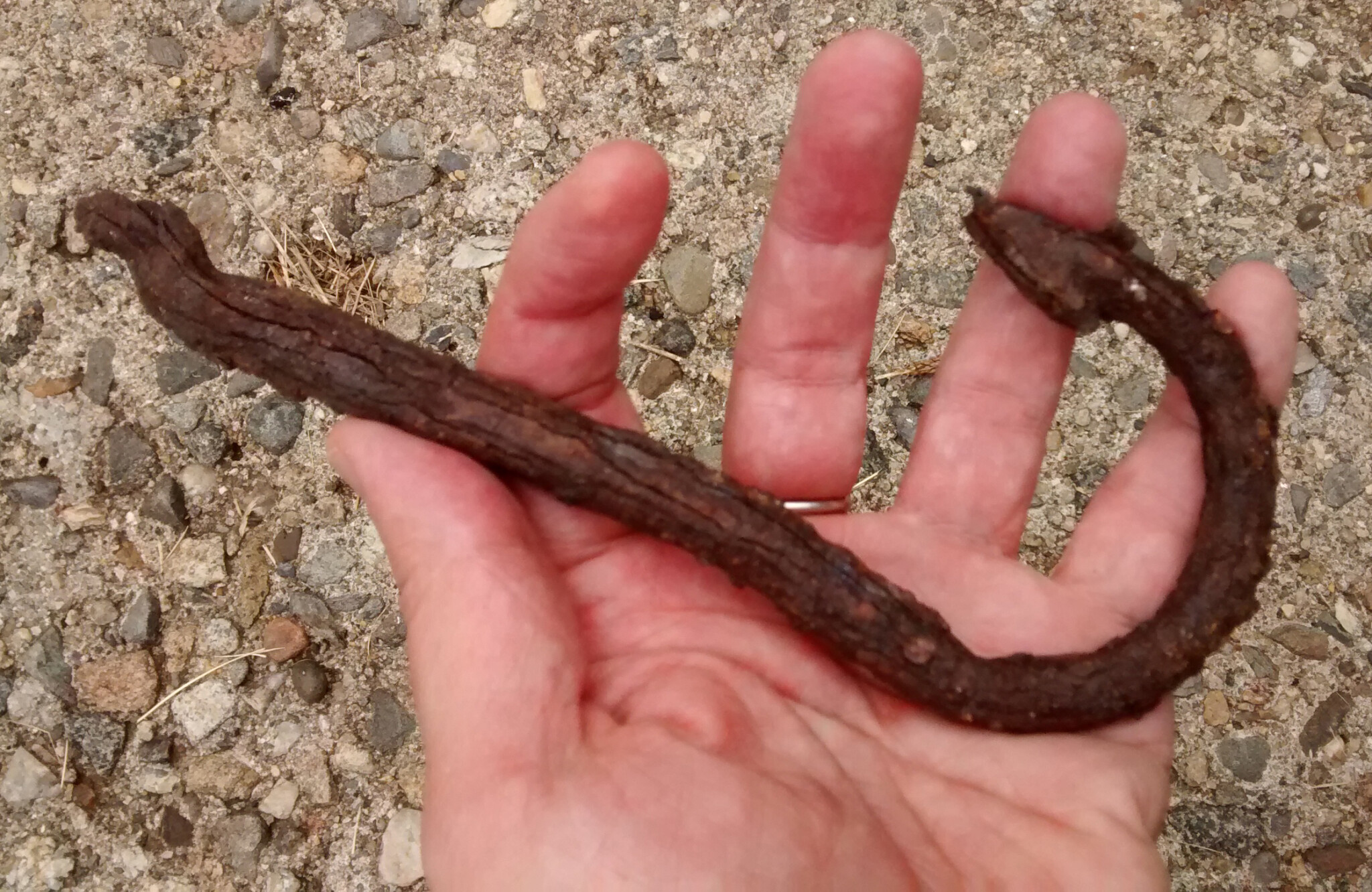 How NH Really Started: A 400th Anniversary Return to 1623 - New ...