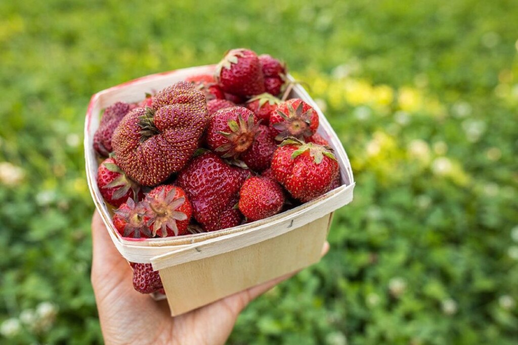 Best Farmstands in NH - New Hampshire Magazine