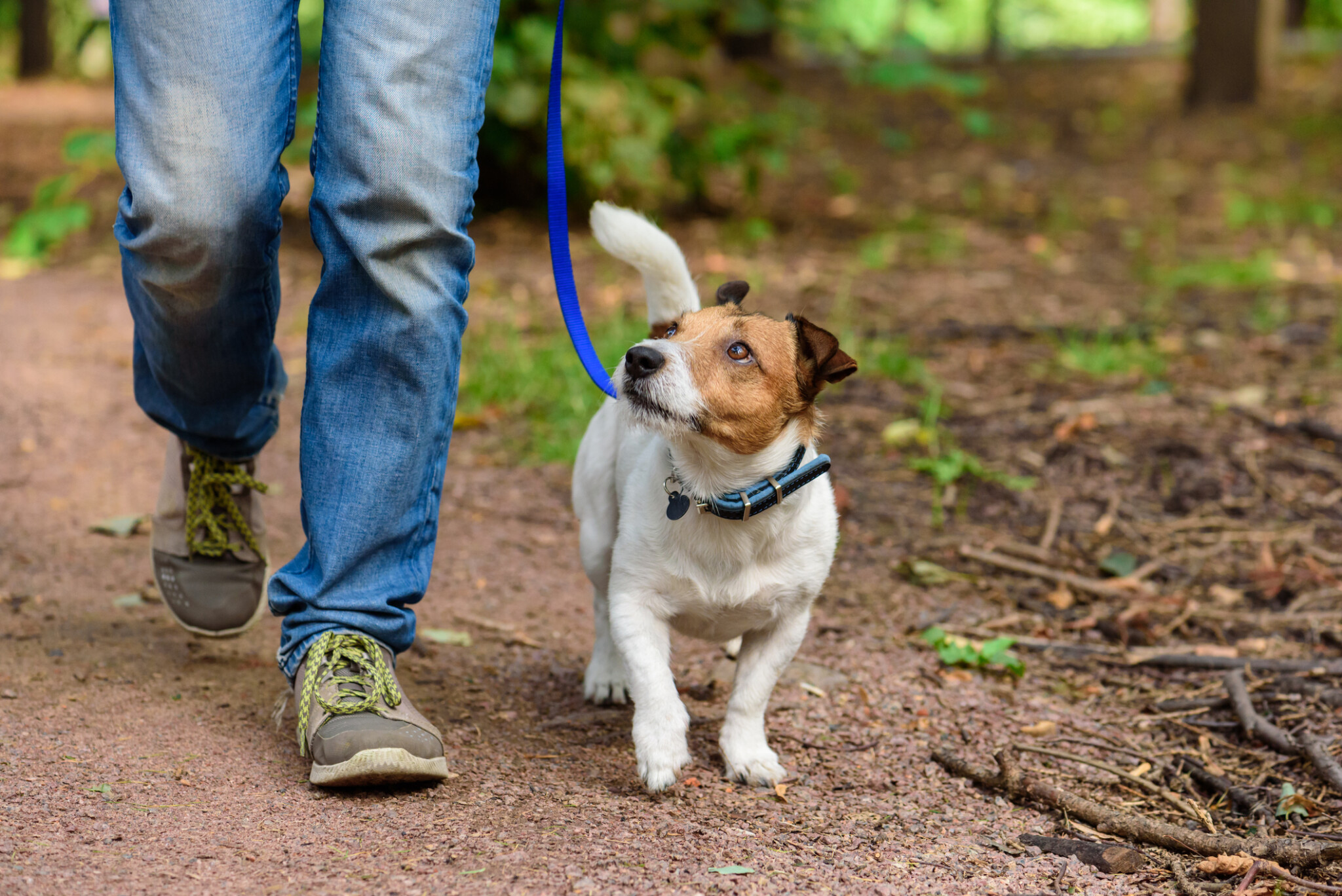 Nine Dog-Friendly Day Trips - New Hampshire Magazine