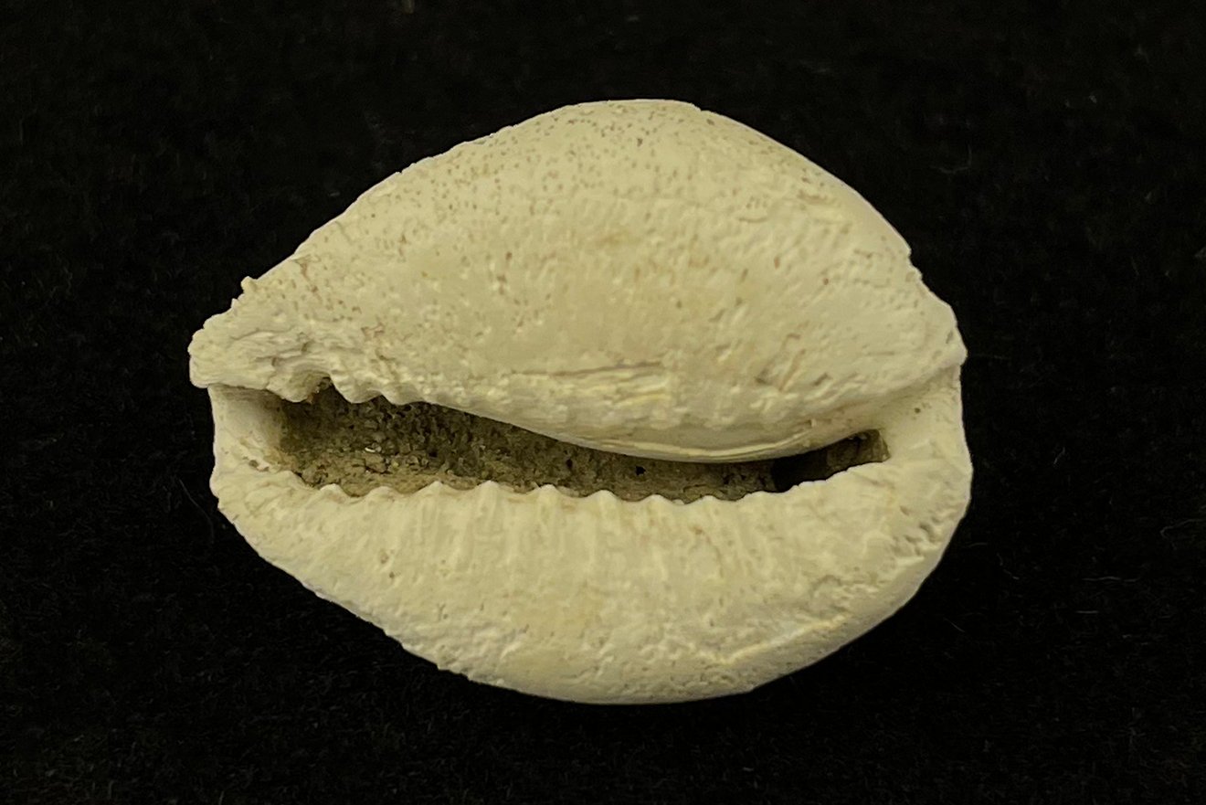 Strawbery Banke Makes an Important Black History Discovery at Penhallow ...