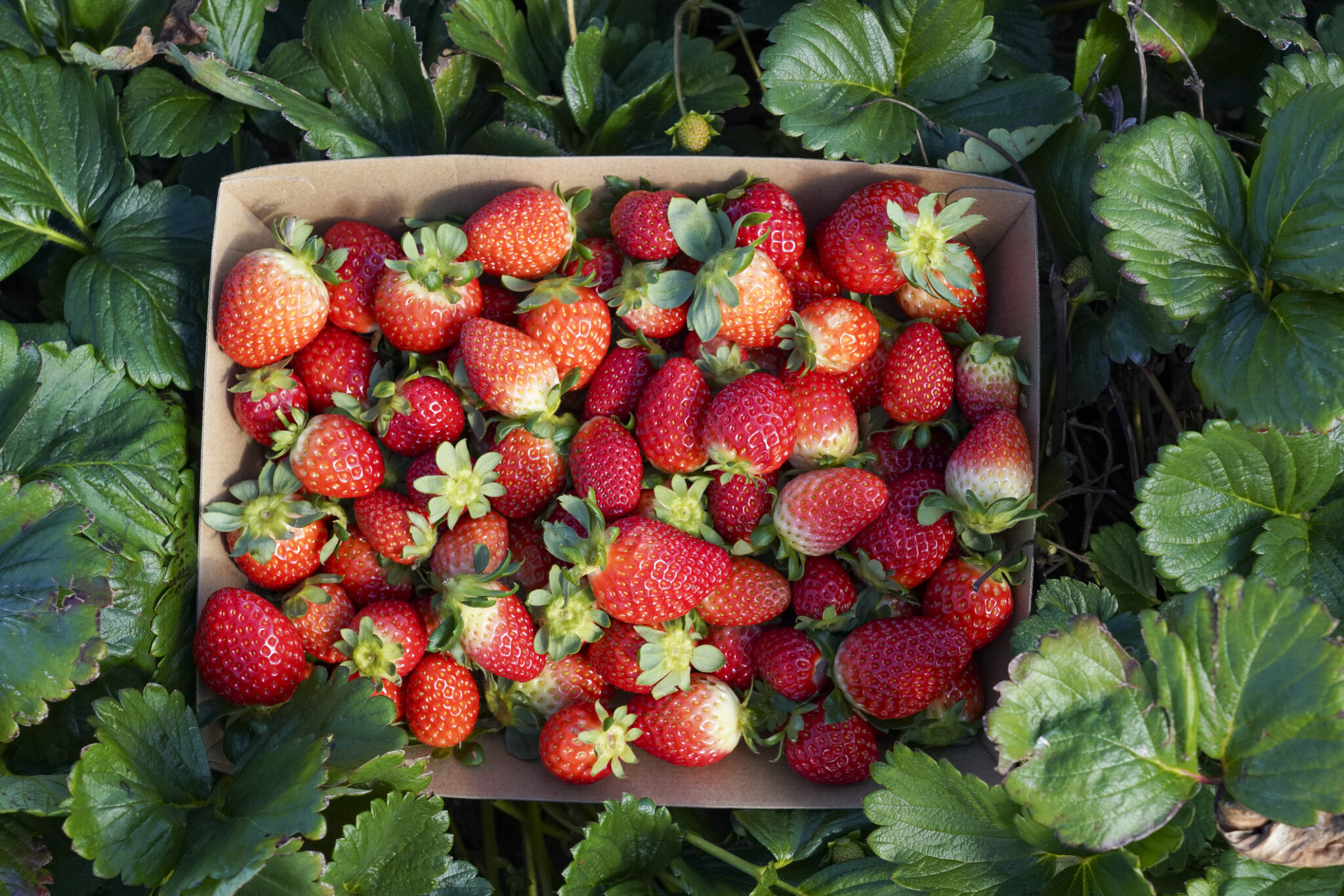 Where to pick your own strawberries - New Hampshire Magazine