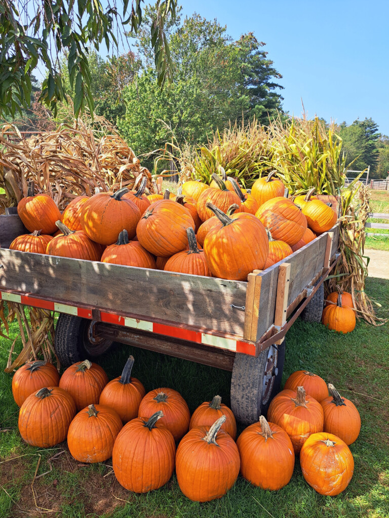 NH Fall Festivals Celebrate All Things Pumpkin - New Hampshire Magazine
