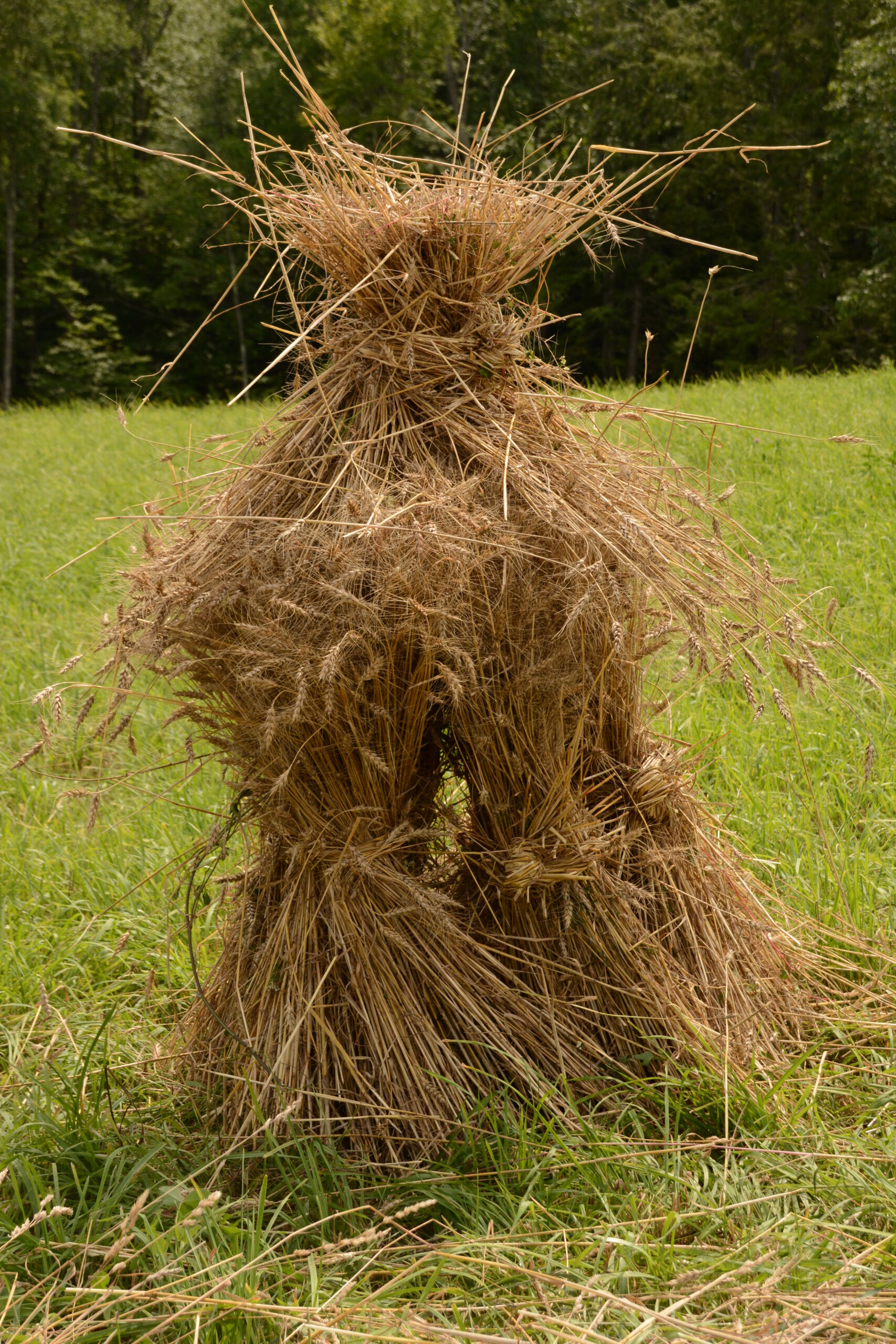 ‘Rough’ & ‘Tough’ Harvest- Reaping Sheaves of Grain the Old-Fashioned ...