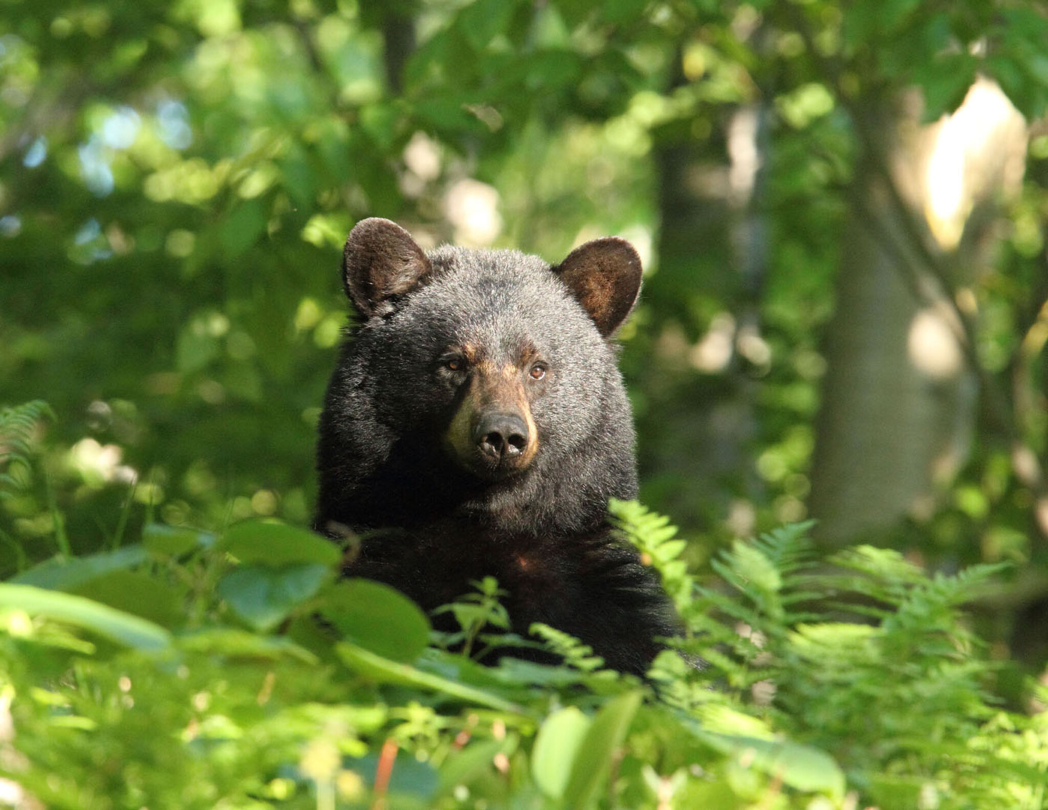 A ‘Bearly’ Believable Tale: “Sarah Whitcher’s Story” Inspires NH Kids ...