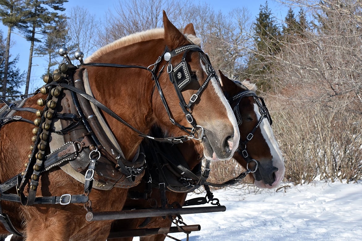 Where to Find Sleigh Rides in New Hampshire