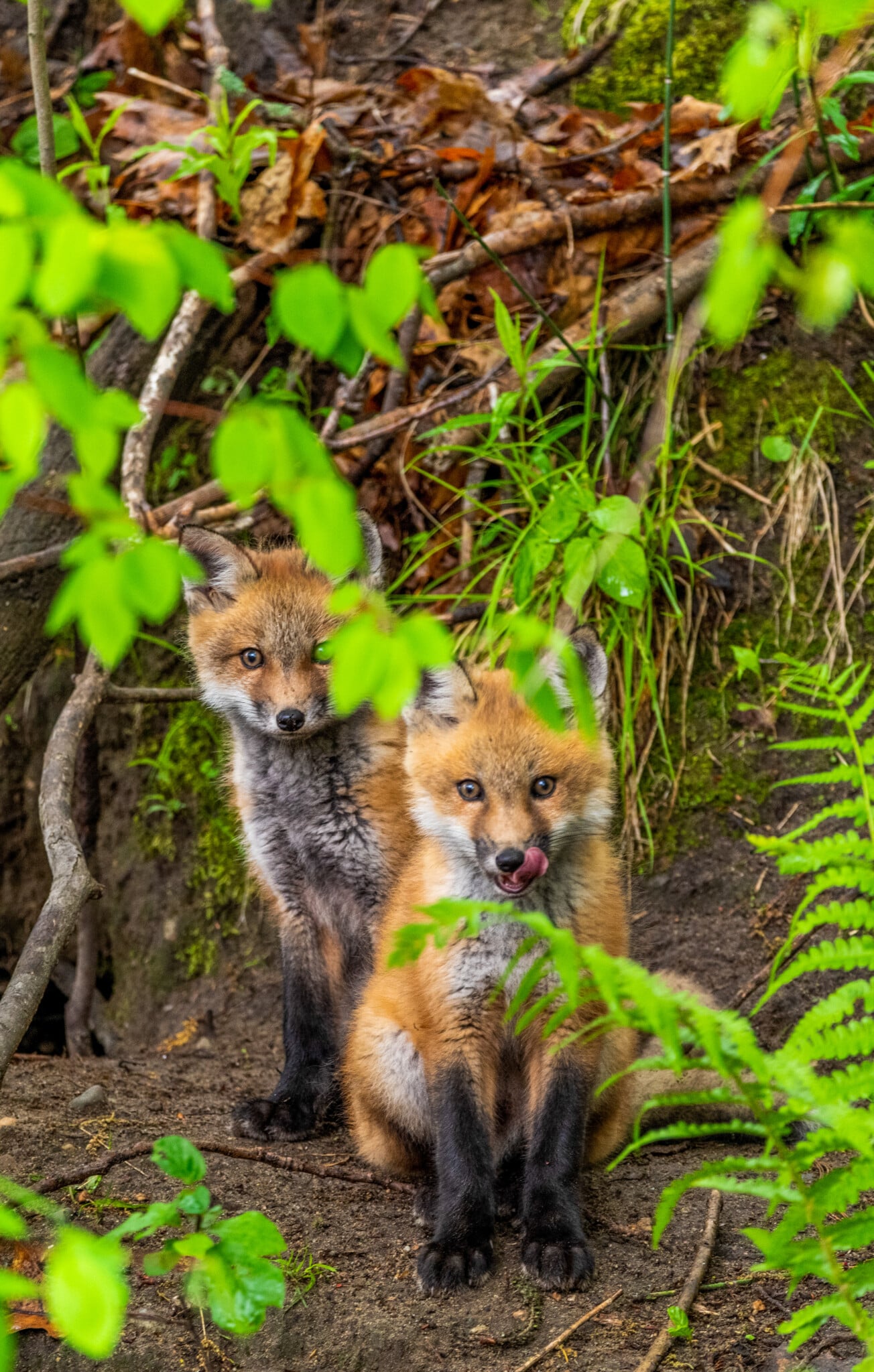 Reader Submitted Photo Contest Winners: Pets & Wildlife - New Hampshire ...