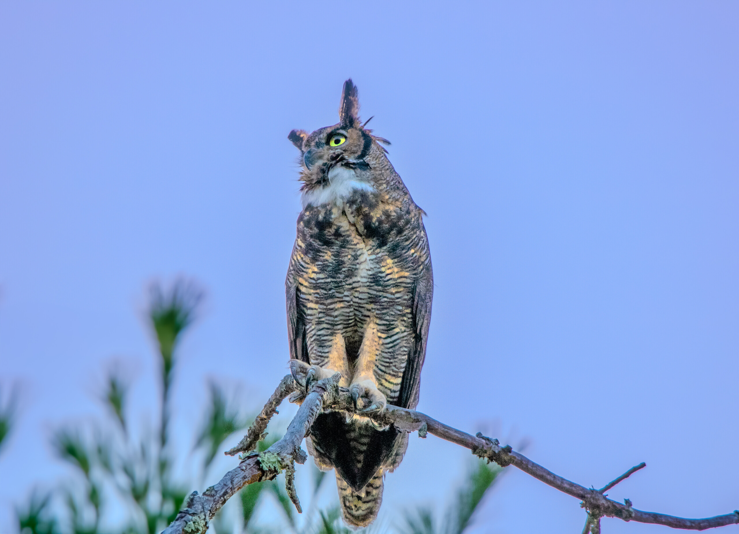 Reader Submitted Photo Contest Winners: Pets & Wildlife - New Hampshire ...