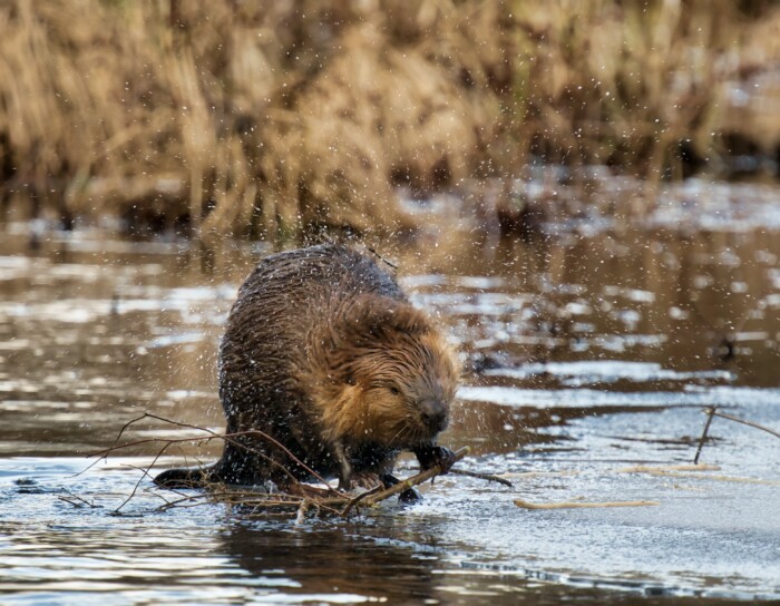 Reader Submitted Photo Contest Winners: Pets & Wildlife - New Hampshire ...