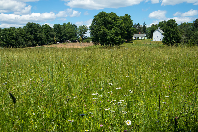 The Youthful Return of the Family Farm