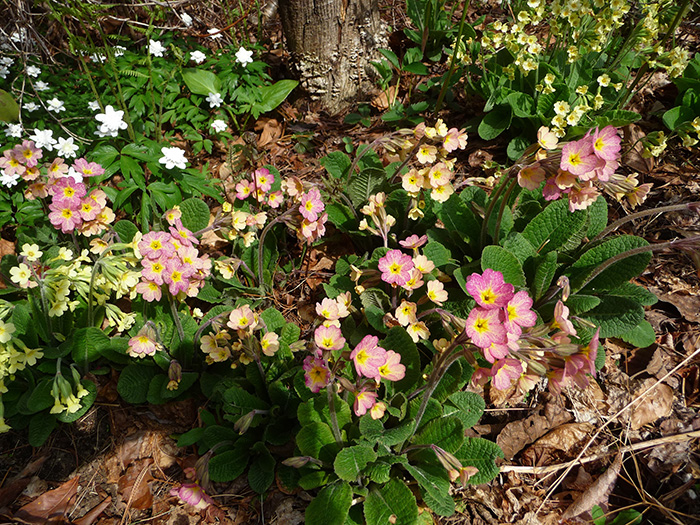 A Passion for Primrose - New Hampshire Magazine