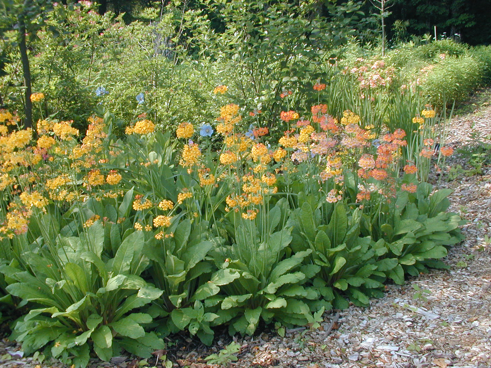 A Passion for Primrose - New Hampshire Magazine