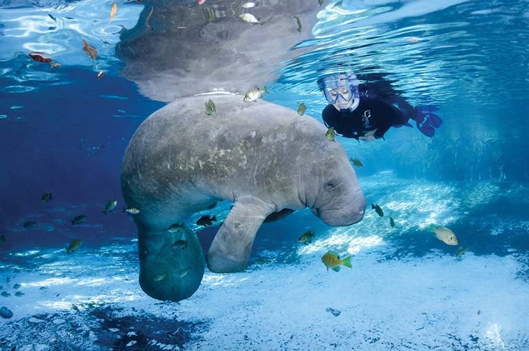 Your Vacation Guide to Crystal River - Orlando Magazine