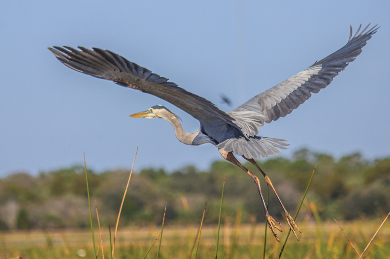 Walk On The Wild Side: Orlando's Best Nature Experiences - Orlando Magazine