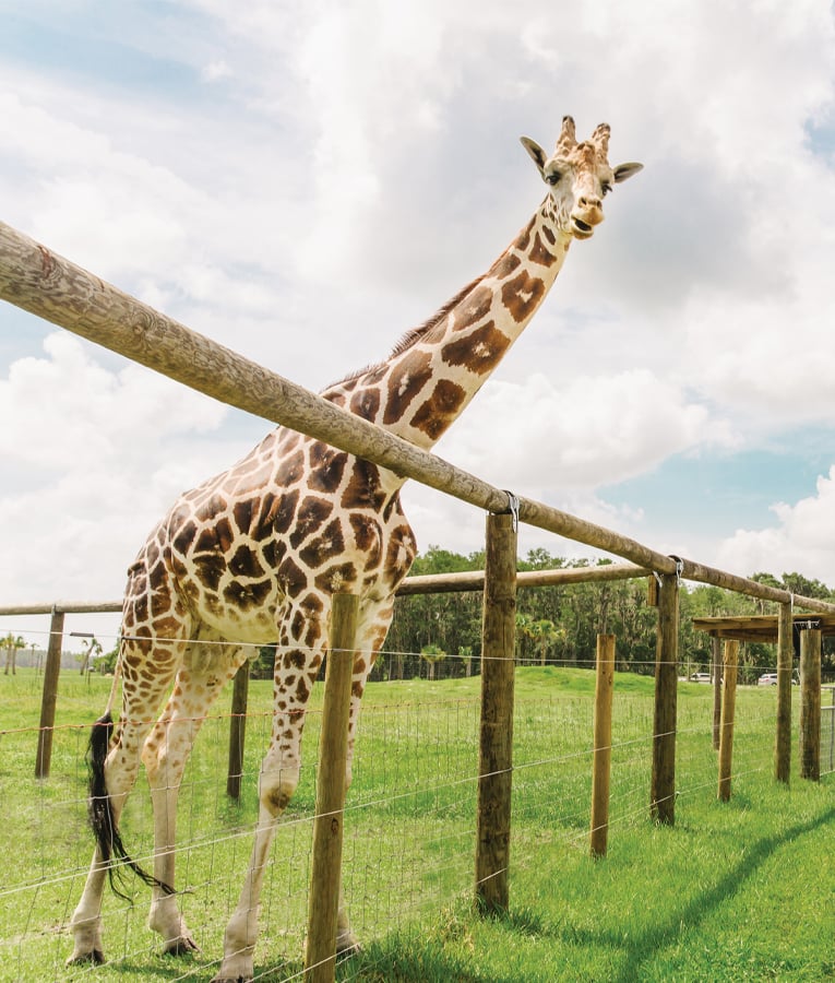 Walk On The Wild Side: Orlando's Best Nature Experiences - Orlando Magazine