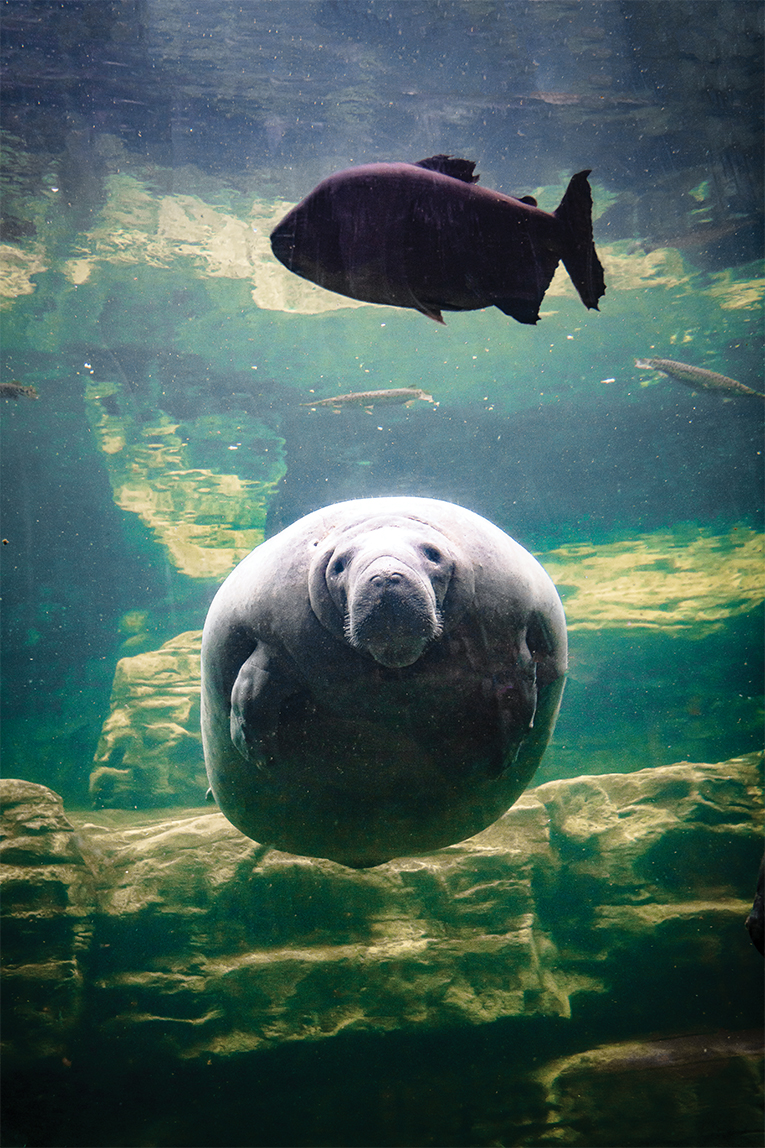 Conservation Guide: SeaWorld Expands Manatee Care Facility - Orlando ...