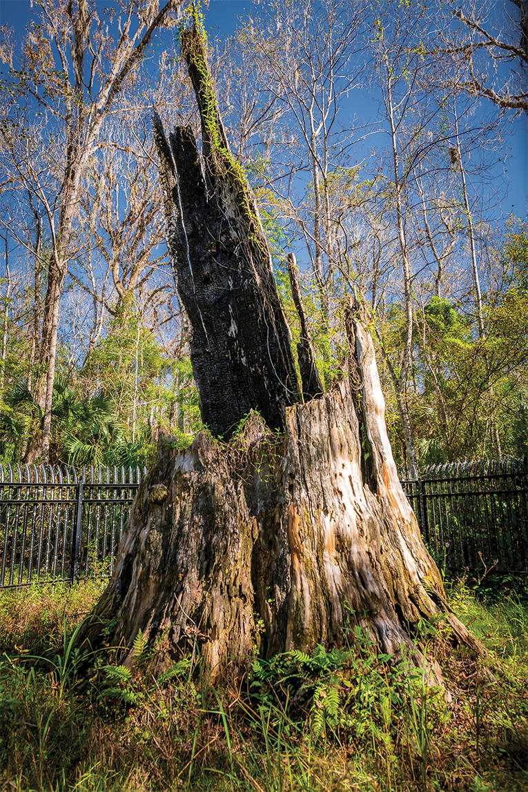 Conservation Guide: The Tree That Was a Testament to Time - Orlando ...