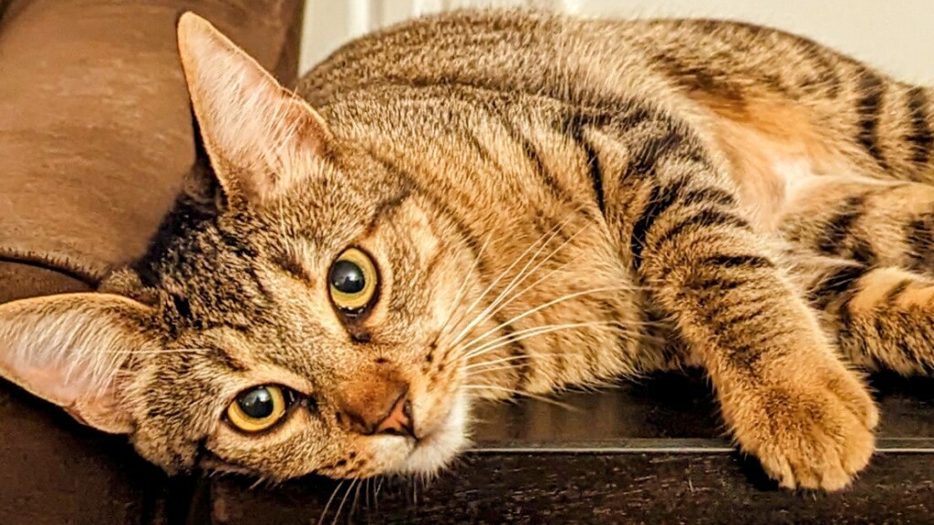 2023 Orlando's Best Pet Contest Winners - Orlando Magazine