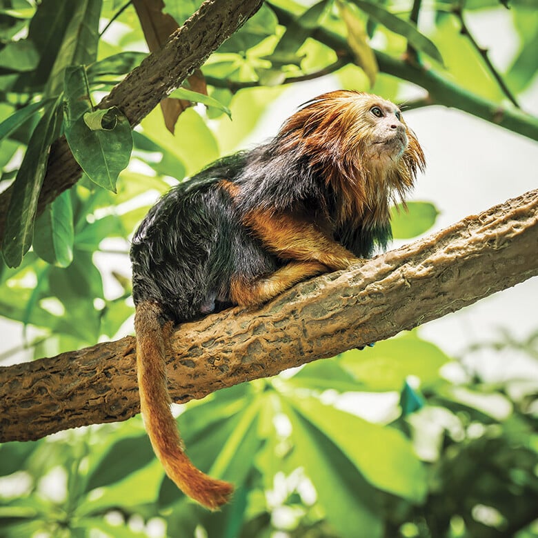 Must-See Animal Experiences in Orlando: Best Bucket List Adventures ...