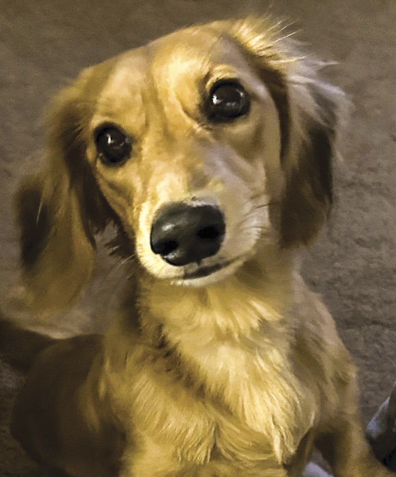 2024 Orlando's Best Pet Contest Winners - Orlando Magazine