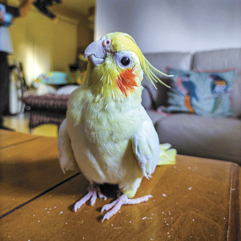 2024 Orlando's Best Pet Contest Winners - Orlando Magazine