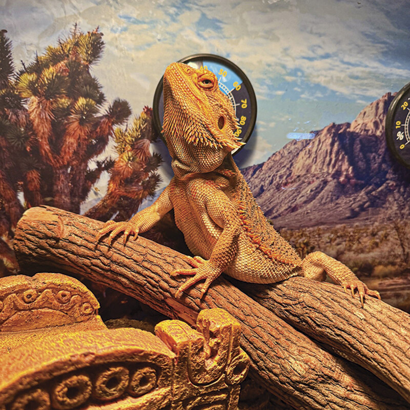 Must-See Animal Experiences in Orlando: Best Bucket List Adventures ...