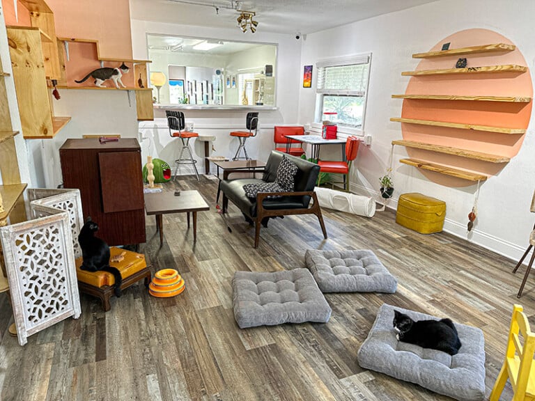 Orlando's Cat Cafes: Helping Cats and Communities Thrive - Orlando Magazine