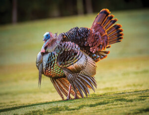 Photos: Tranquilo Golf Course At Four Seasons Orlando Resort - Orlando ...