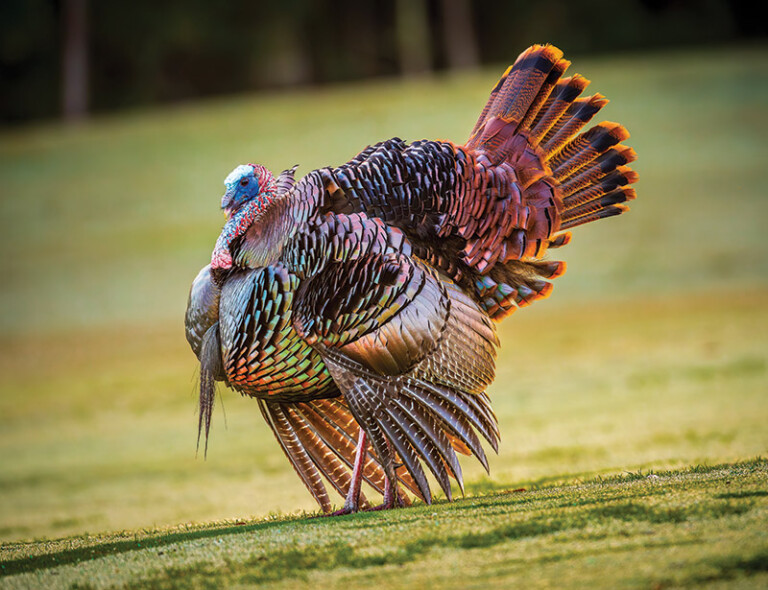 Photos: Tranquilo Golf Course At Four Seasons Orlando Resort - Orlando ...
