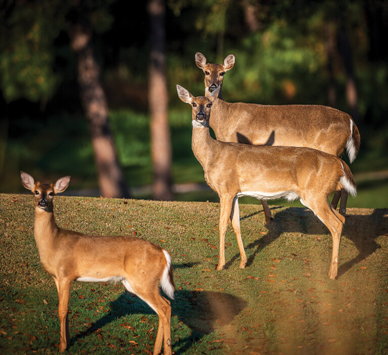 Photos: Tranquilo Golf Course At Four Seasons Orlando Resort - Orlando ...