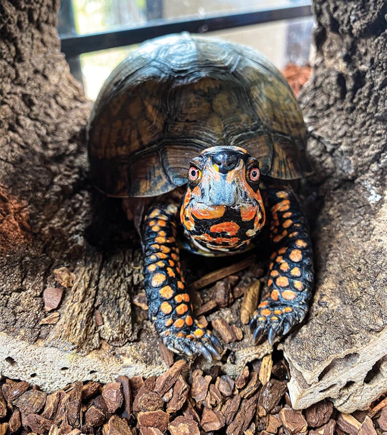 Escape To Tybee Island And Discover Its Natural Beauty - Orlando Magazine