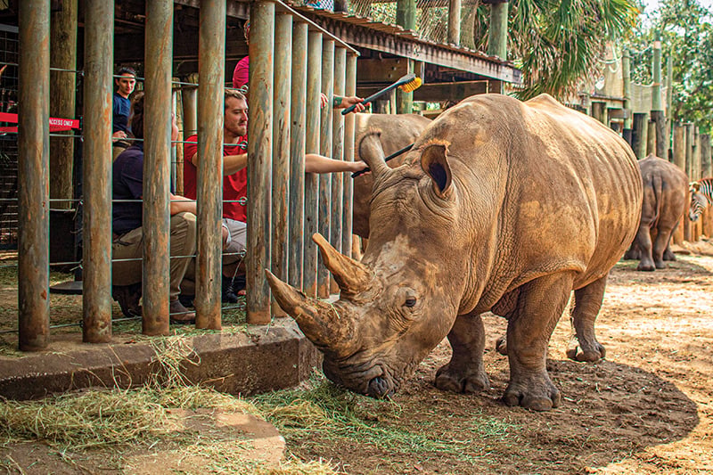 The Best Experiences At Brevard Zoo - Orlando Magazine