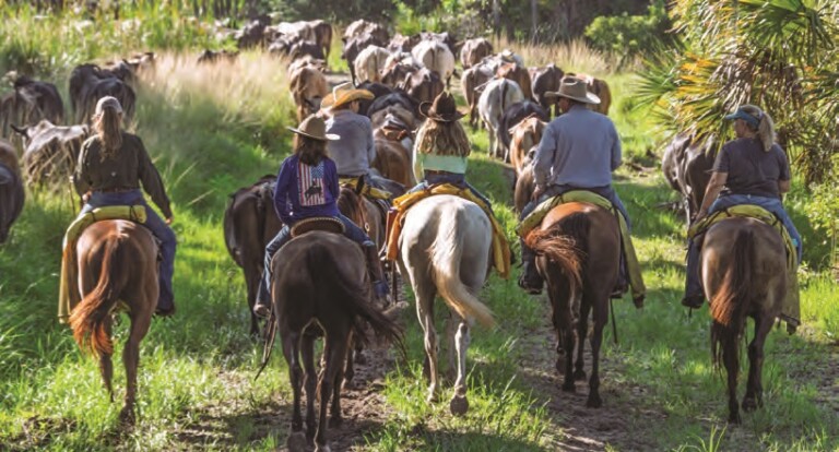 Five Generations of Stewardship: A Florida Cattle Ranch’s Commitment to Conservation - Orlando ...