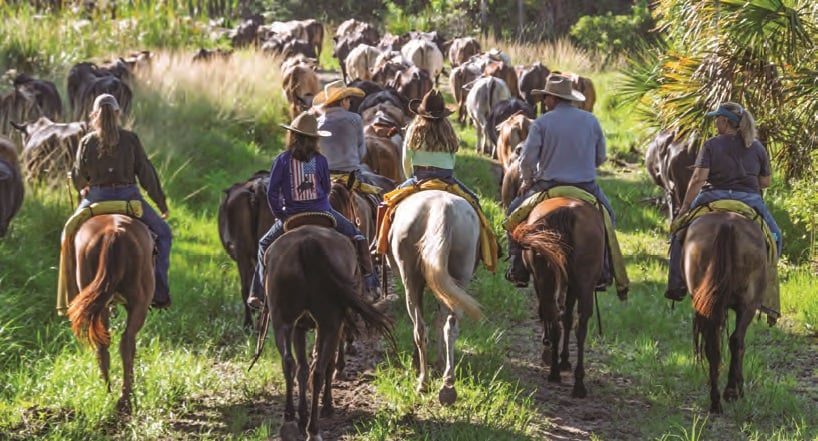 Five Generations of Stewardship: A Florida Cattle Ranch’s Commitment to ...