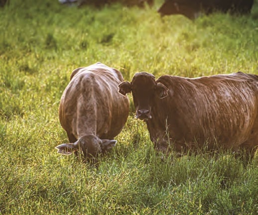 Five Generations of Stewardship: A Florida Cattle Ranch’s Commitment to ...